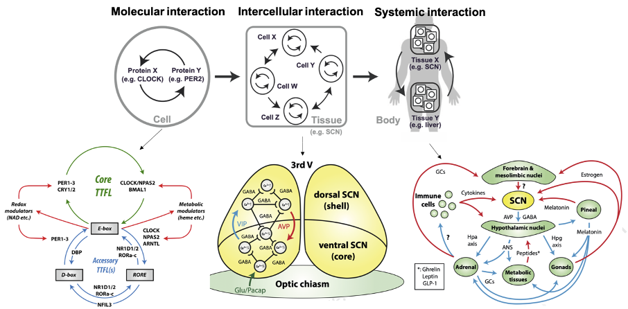 About BIMAG - Biomedical Mathematics Group