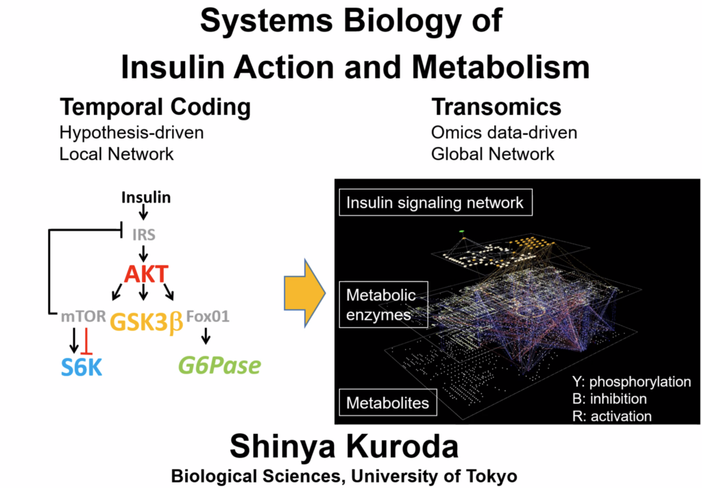 Shinya Kuroda gave an online talk titled "Systems Biology of Insulin ...