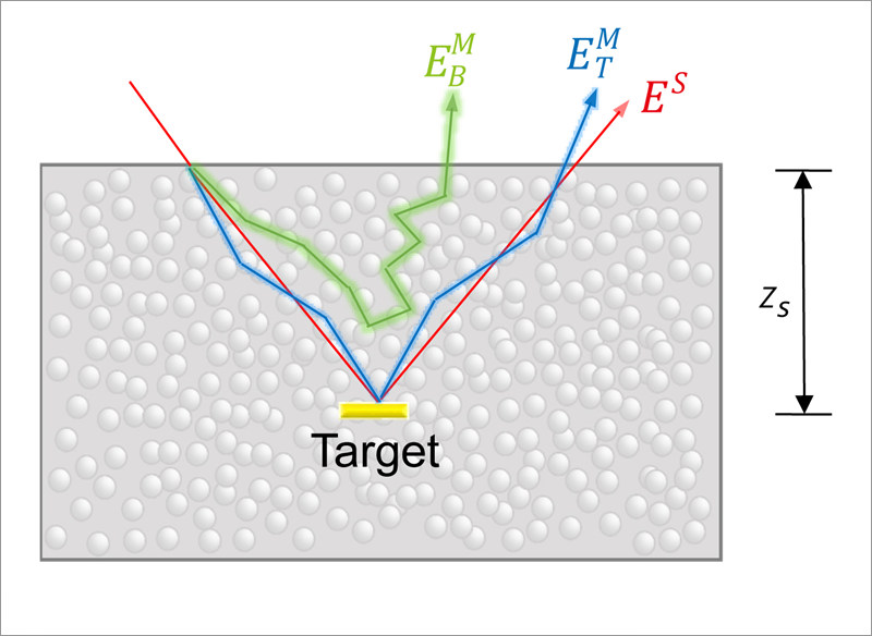 Light is Enough to Peer Through a Mouse Skull