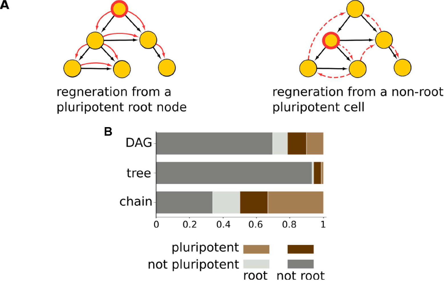 A simple model of development reveals shapes of cell lineages and links ...
