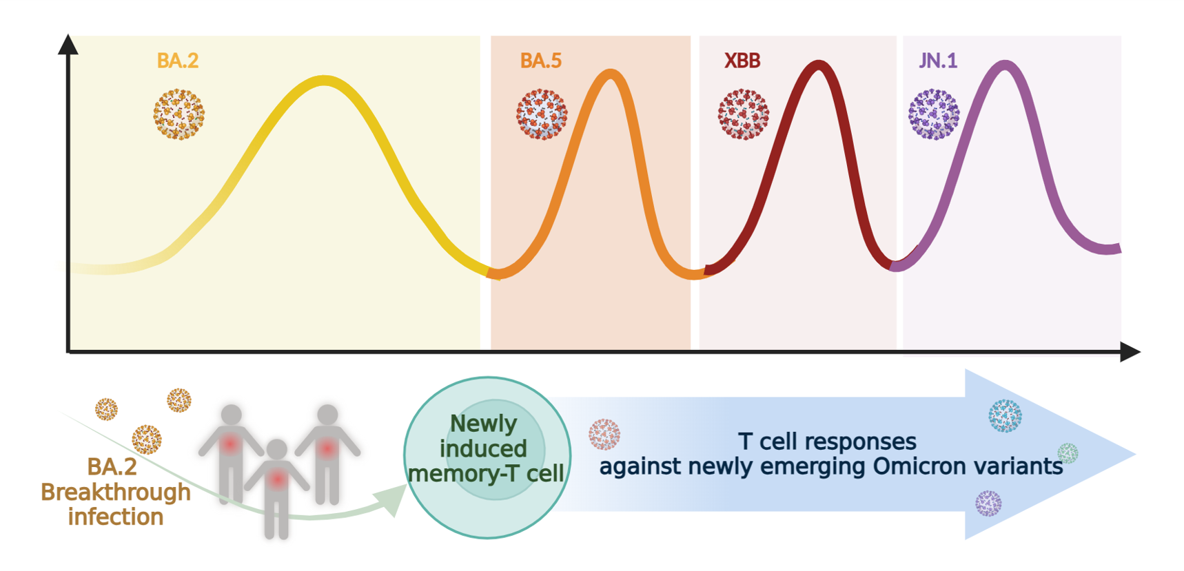 Evolution of the human immune system in the post-Omicron era
