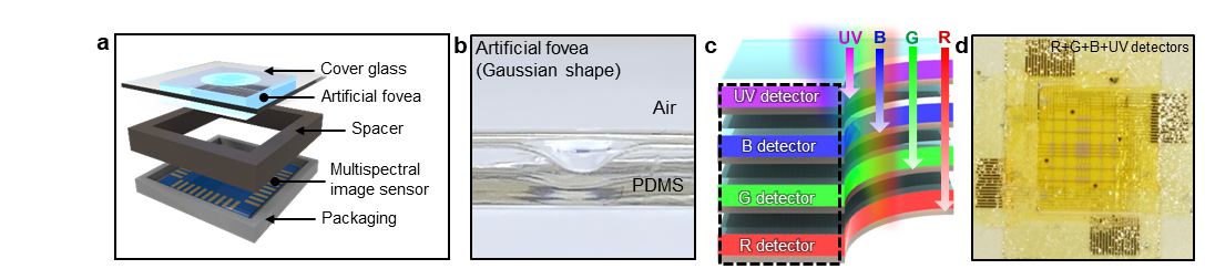 Innovative Bird-Eye-Inspired Camera Developed for Enhanced Object Detection
