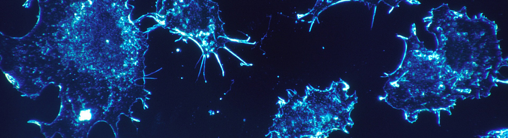 기초과학연구원